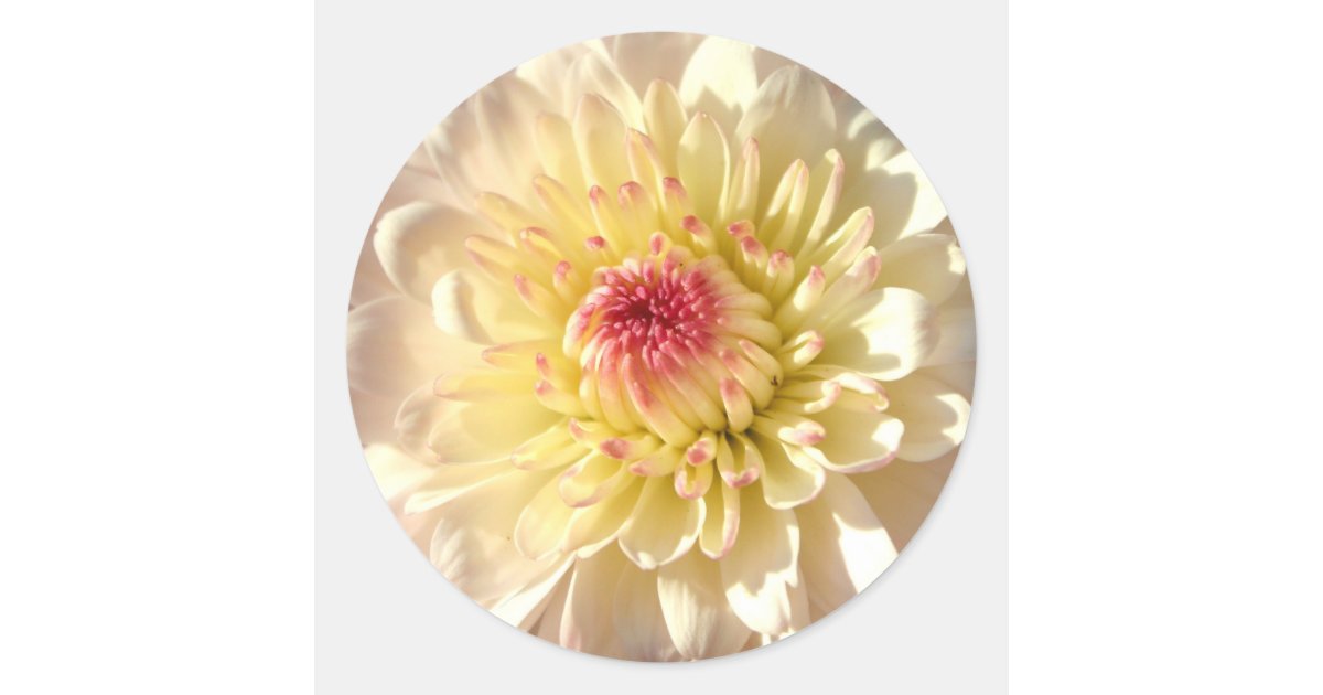 Pink and Yellow Mum Classic Round Sticker | Zazzle