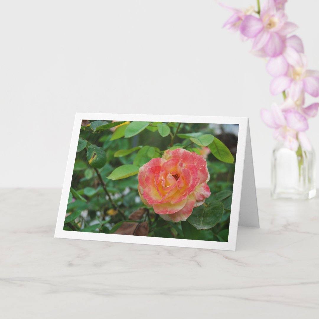 Pink and Yellow Rose Flower Portrait Card | Zazzle