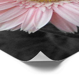 Pink Aster poster 12x12 | Zazzle