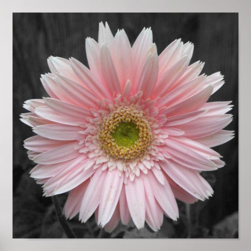 Pink Aster poster 12x12 | Zazzle