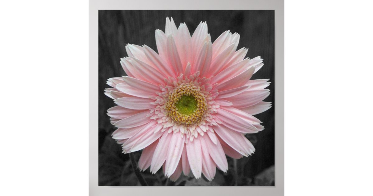 Pink Aster poster 12x12 | Zazzle