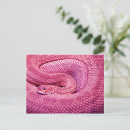 Pink Basilisk Rattlesnake Postcard | Zazzle