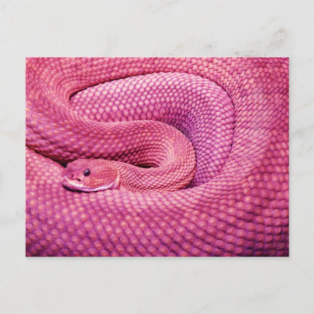 Pink Basilisk Rattlesnake Postcard | Zazzle