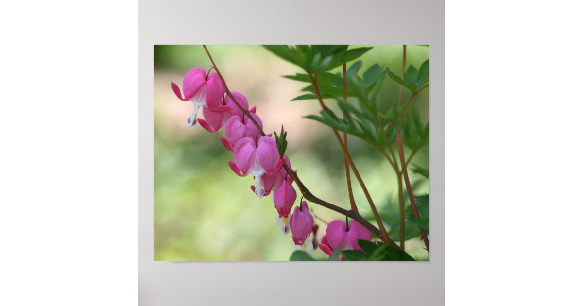 Pink Bleeding Hearts Flower Poster | Zazzle