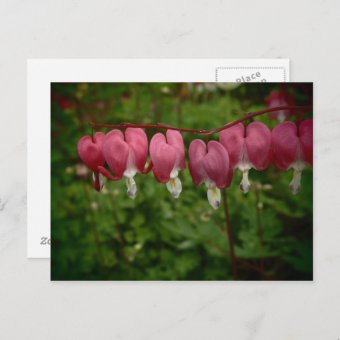 Pink Bleeding Hearts Postcard | Zazzle