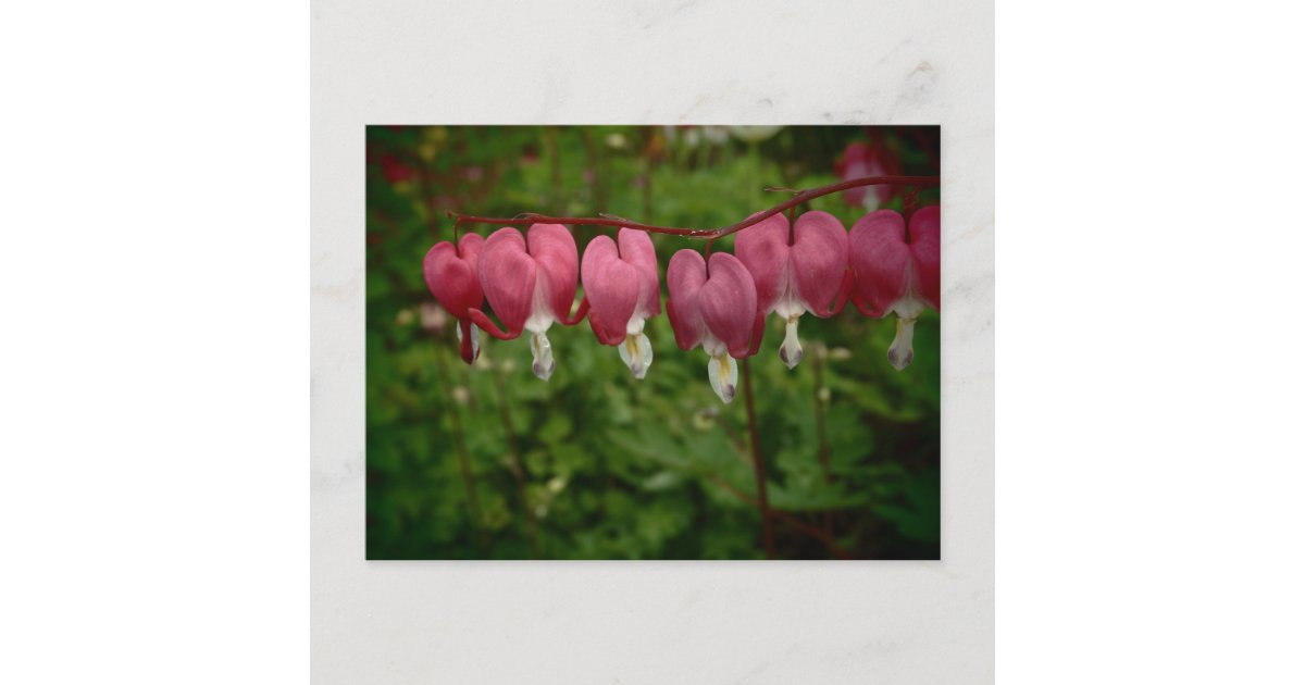 Pink Bleeding Hearts Postcard | Zazzle