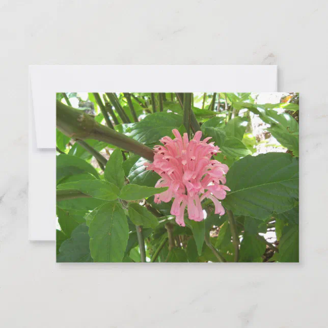 Pink Brazilian Plume Flower on a Thank You card | Zazzle