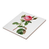 Pink Cabbage Rose by Pierre Joseph Redoute Ceramic Tile | Zazzle