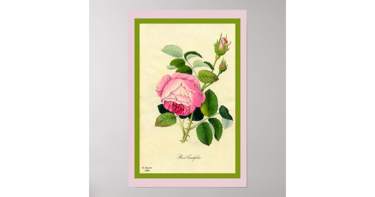 Pink Cabbage Rose Print of Vintage 1828 Art Beauty | Zazzle