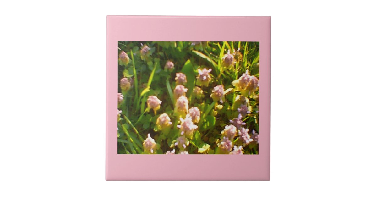 Pink Clovers Ceramic Tile | Zazzle