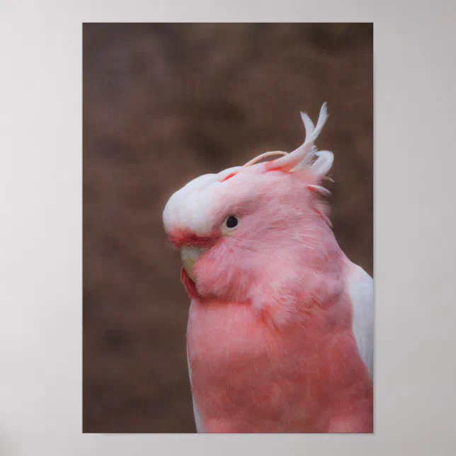 Pink Cockatoo Poster | Zazzle