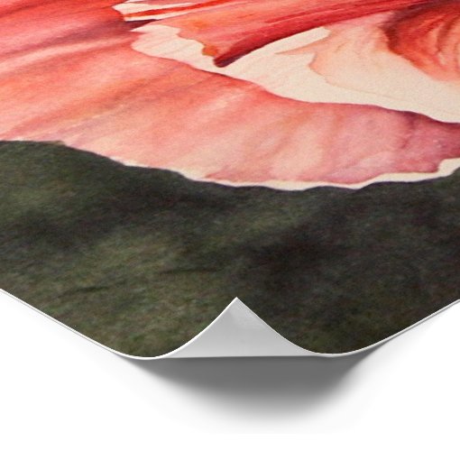 Pink Corn Poppy Botanical Poster Canvas Print | Zazzle