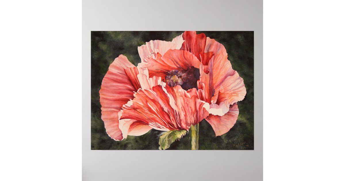 Pink Corn Poppy Botanical Poster Canvas Print | Zazzle