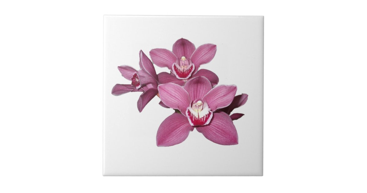 Pink Cymbidium Orchids Tile | Zazzle