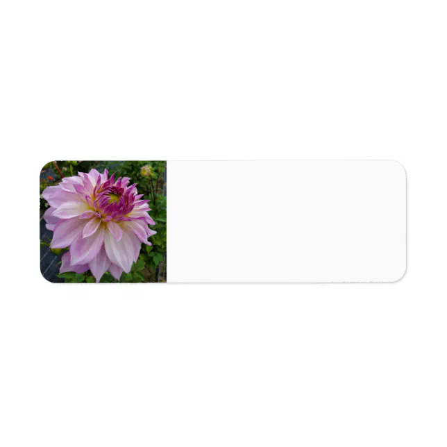 Pink Dahlia Label | Zazzle