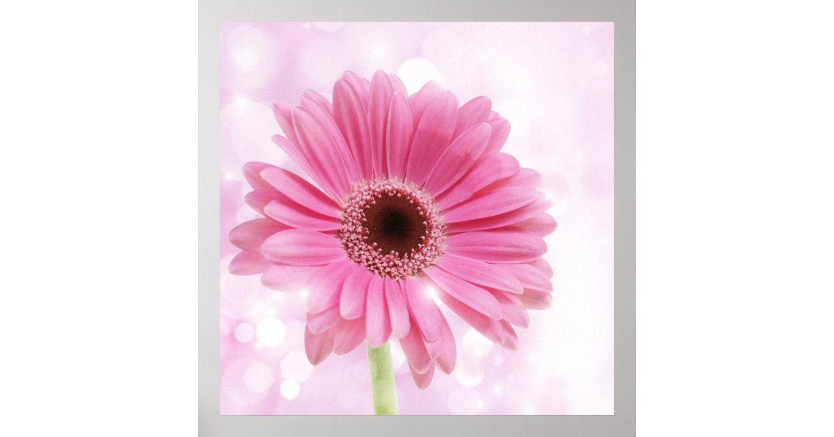 Pink daisy canvas poster | Zazzle