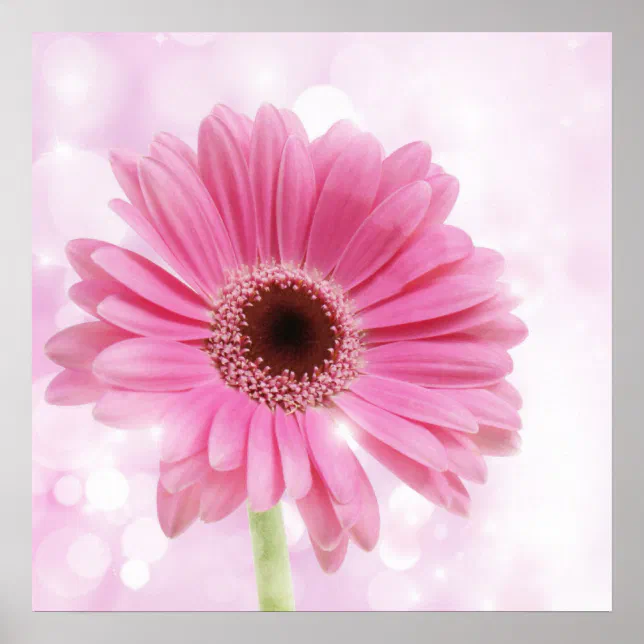 Pink daisy canvas poster | Zazzle