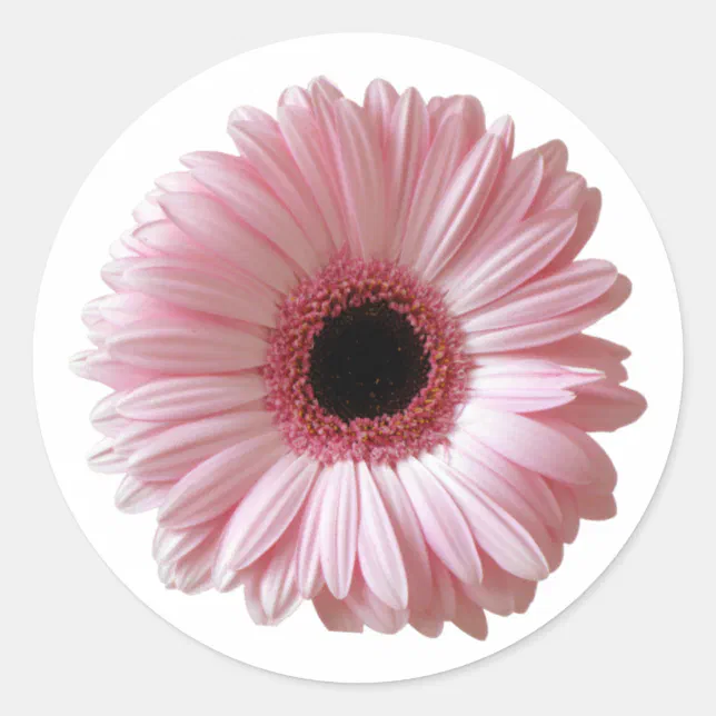 Pink Daisy Gerbera Classic Round Sticker | Zazzle