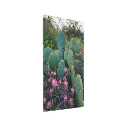 Pink Fairy Duster Flowers & Prickly Pear Cactus Metal Print | Zazzle