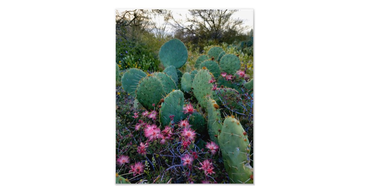Pink Fairy Duster Flowers & Prickly Pear Cactus Photo Print | Zazzle