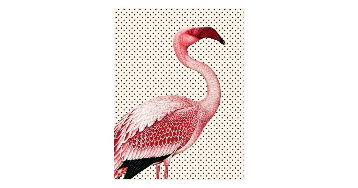 Pink Flamingo and Vintage Polka Dots Postcard | Zazzle.com