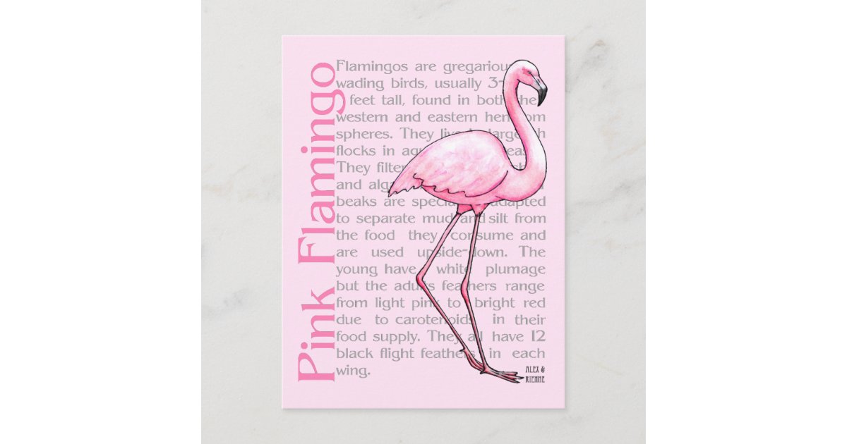 Pink Flamingo On Text Postcard | Zazzle
