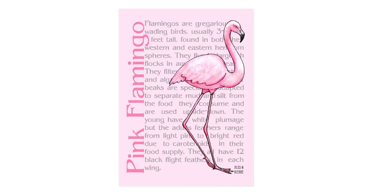 Pink Flamingo On Text Postcard | Zazzle.com
