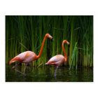 Flamingo, Miami, Florida Postcard | Zazzle.com