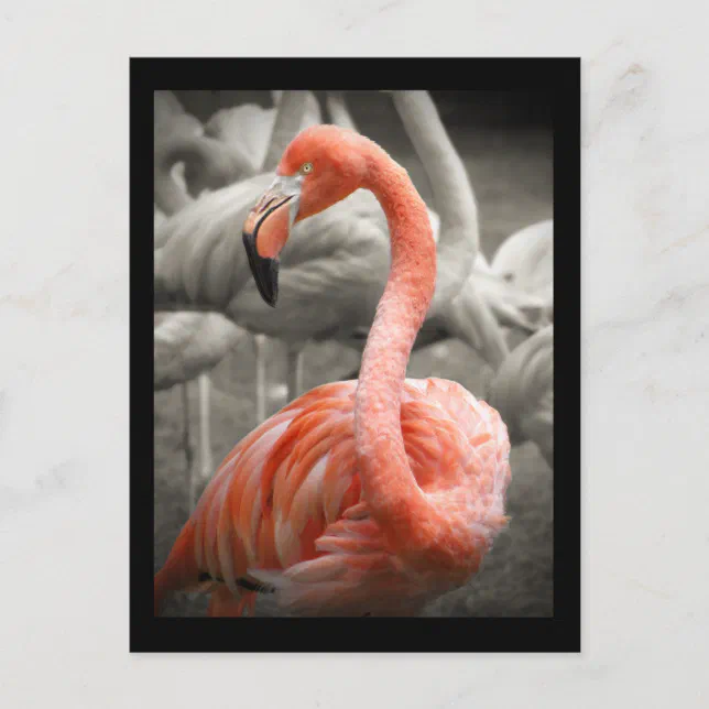 Pink Flamingo postcard | Zazzle