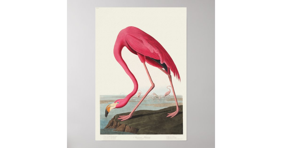 Pink Flamingo Poster | Zazzle