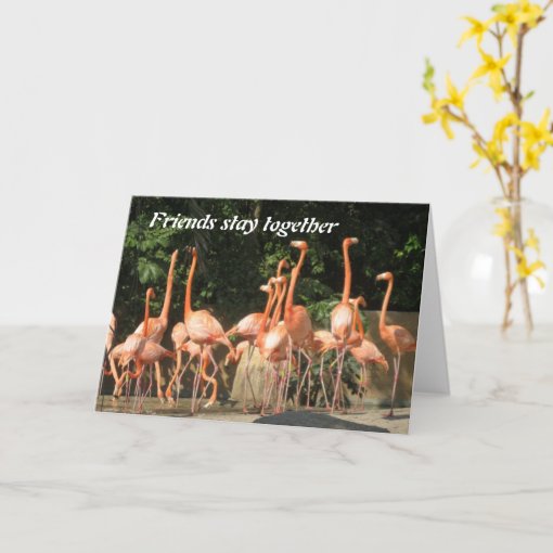 Pink Flamingos Friends Card | Zazzle