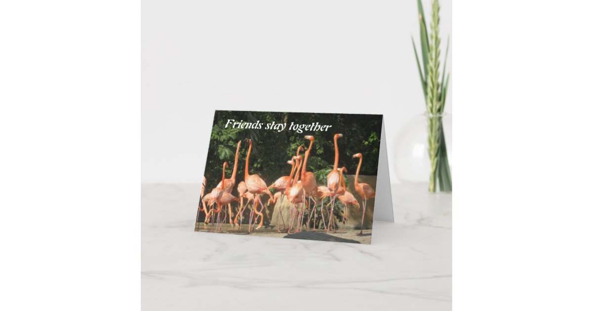 Pink Flamingos Friends Card | Zazzle