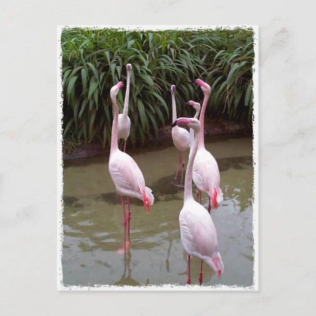 Pink Flamingos Postcard | Zazzle