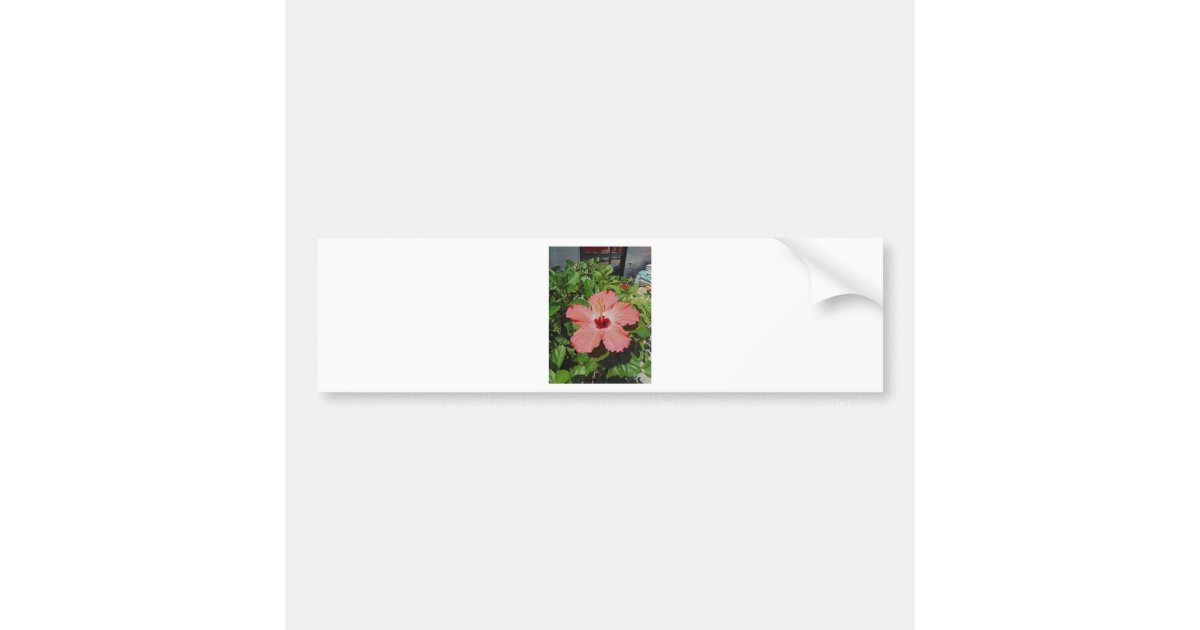 pink flower bumper sticker | Zazzle