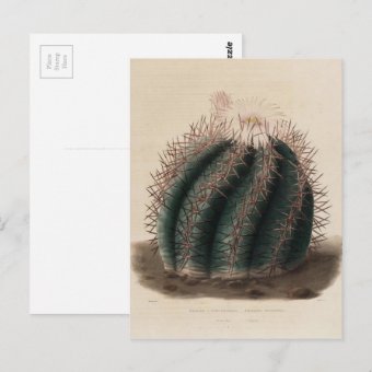 Pink Flower Cactus Vintage Botanical Print Postcard | Zazzle