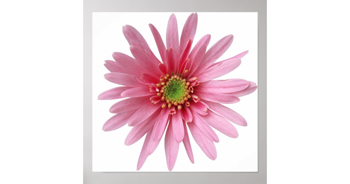 Pink Flower Poster | Zazzle
