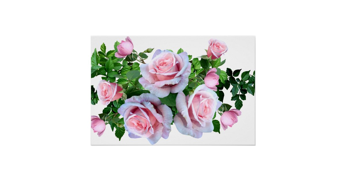 Pink Flowering Rose Poster | Zazzle