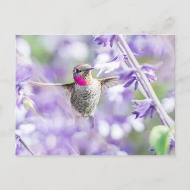 Pink Hummingbird Flying in Purple Postcard | Zazzle
