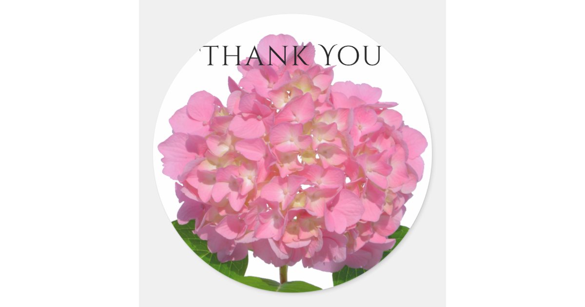 Pink hydrangea pink floral pink flower classic round sticker | Zazzle