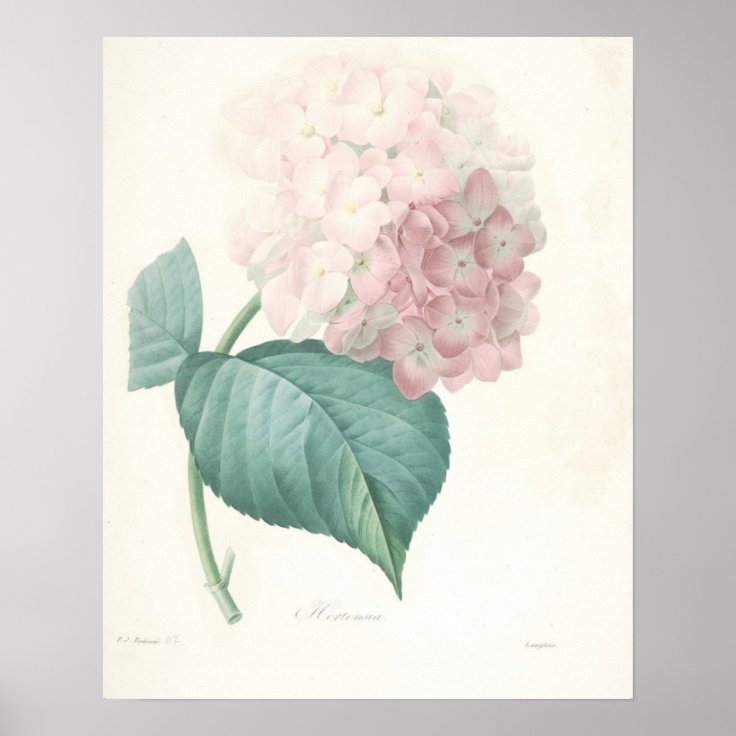 Pink Hydrangea Poster | Zazzle