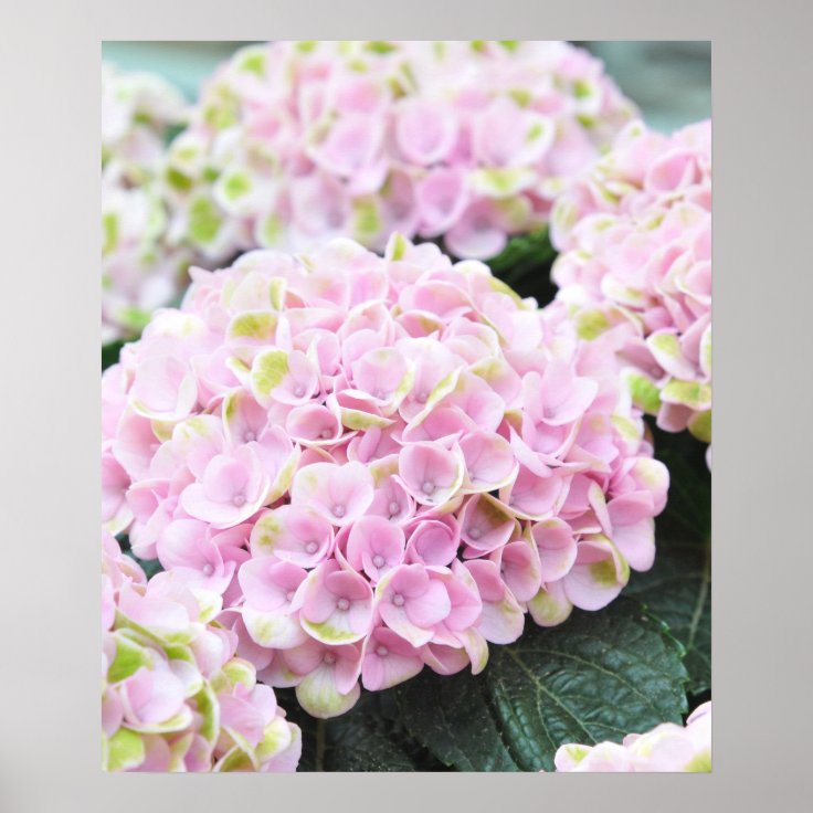 Pink Hydrangeas Poster | Zazzle