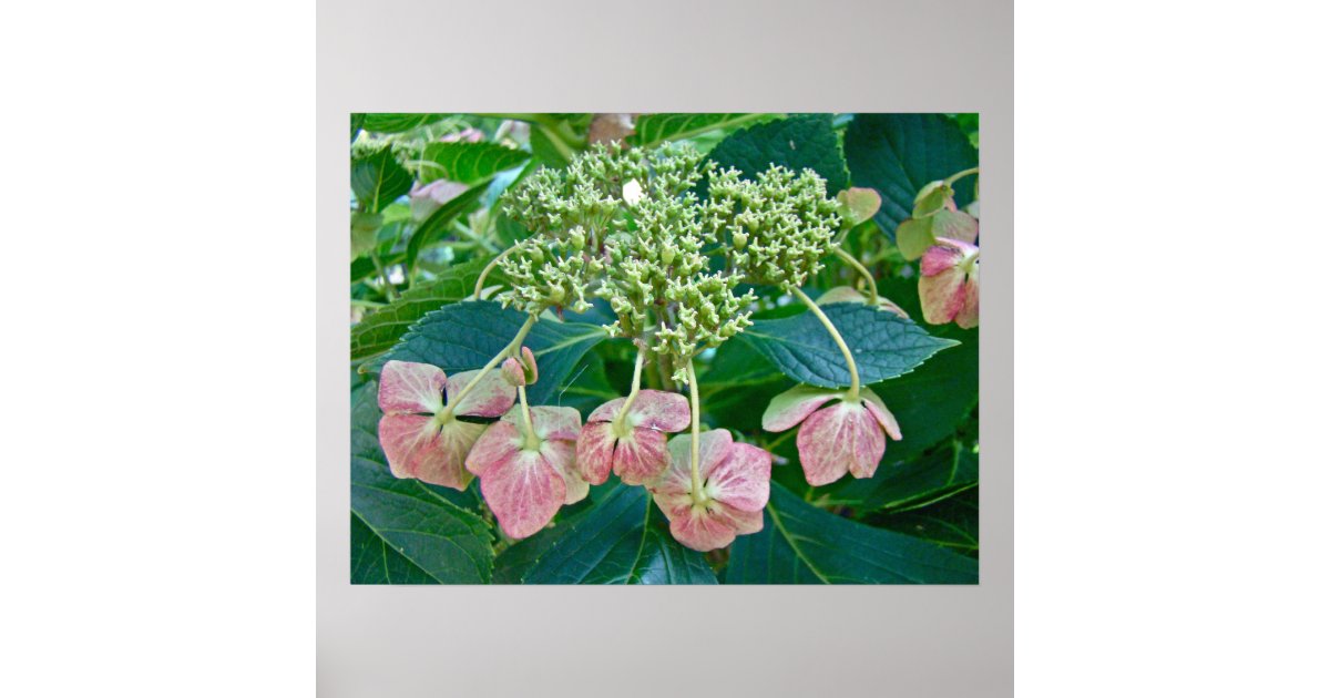 Pink Lace-Cap Hydrangea Blossoms - Poster | Zazzle