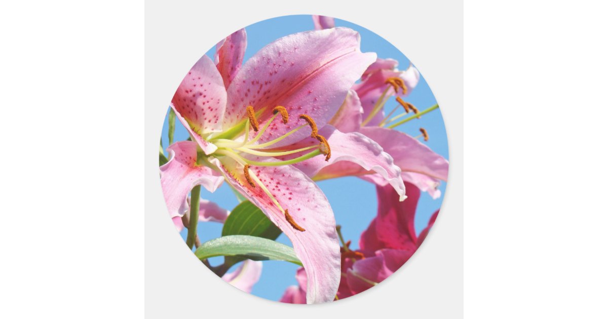 Pink Lily Flowers stickers Custom Shapes Lilies | Zazzle