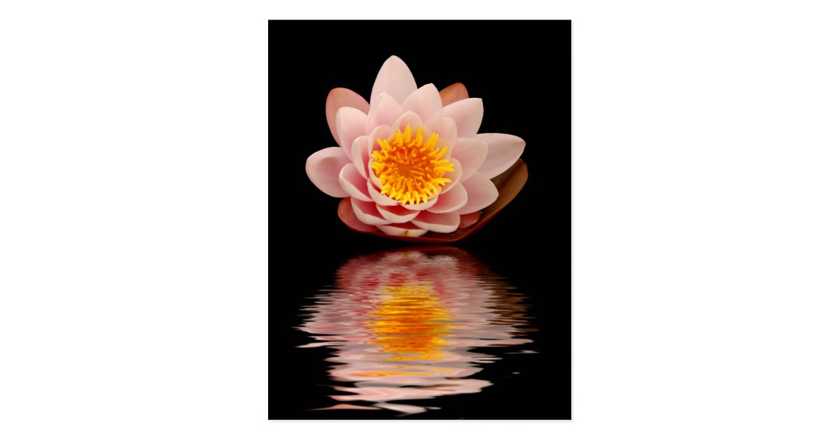 Pink Lotus Flower Postcard | Zazzle.com