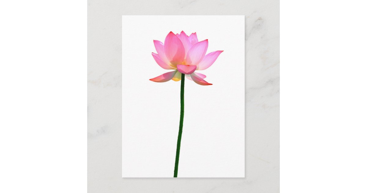 Pink Lotus Flower Postcard | Zazzle