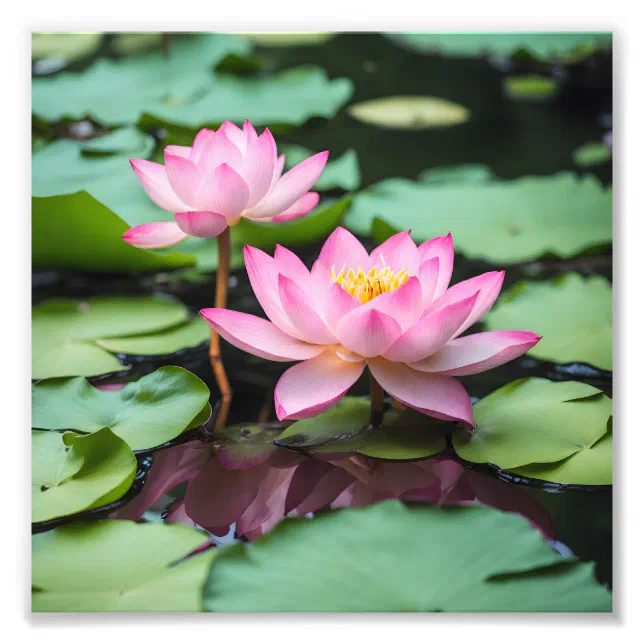 Pink lotus poster | Zazzle