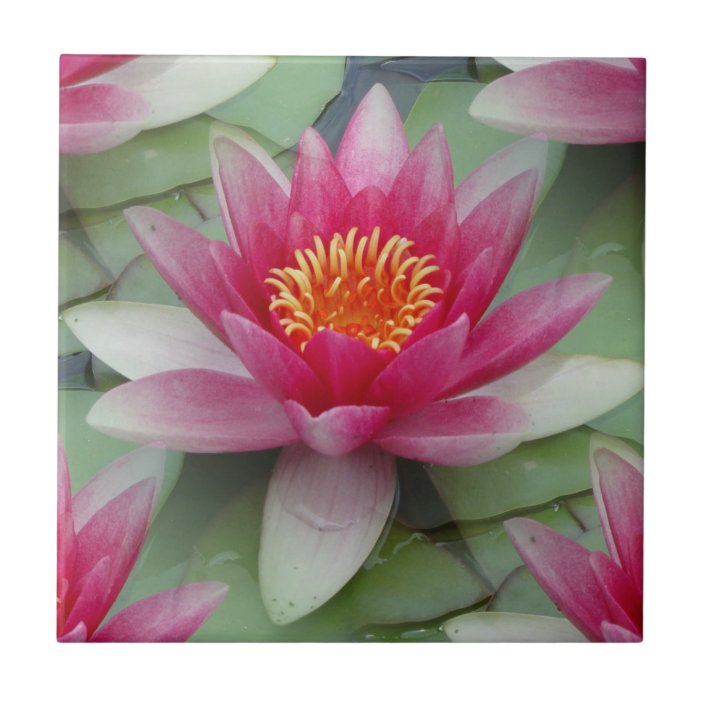 Pink Lotus Water Lily Ceramic Tile | Zazzle.com
