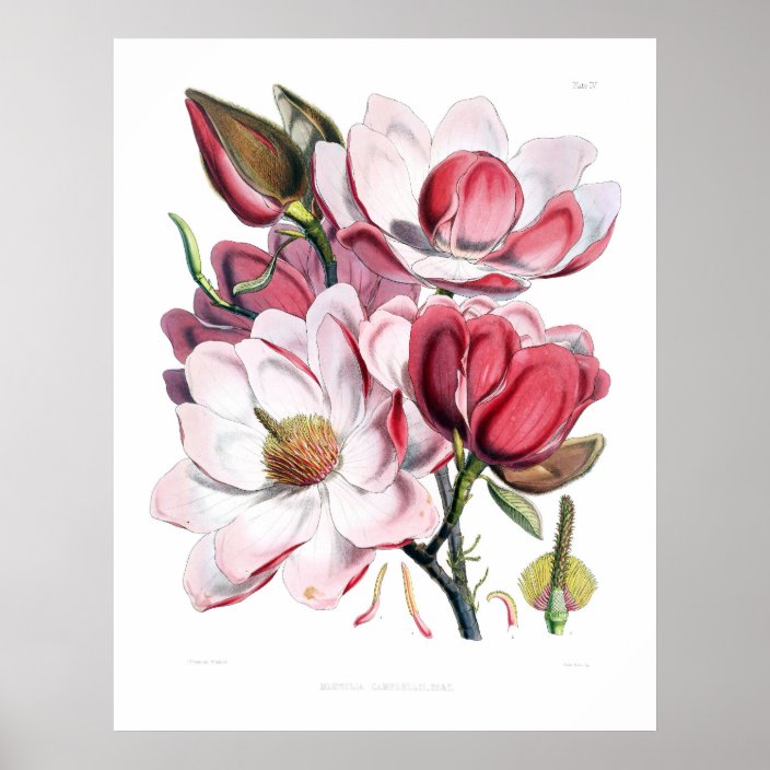 Pink Magnolia Flowers Print | Zazzle.com