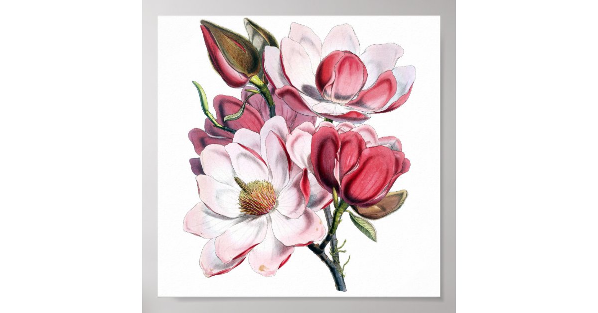 Pink Magnolia Poster | Zazzle