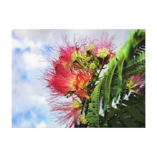 Pink Mimosa Flowering Tree Canvas Print | Zazzle